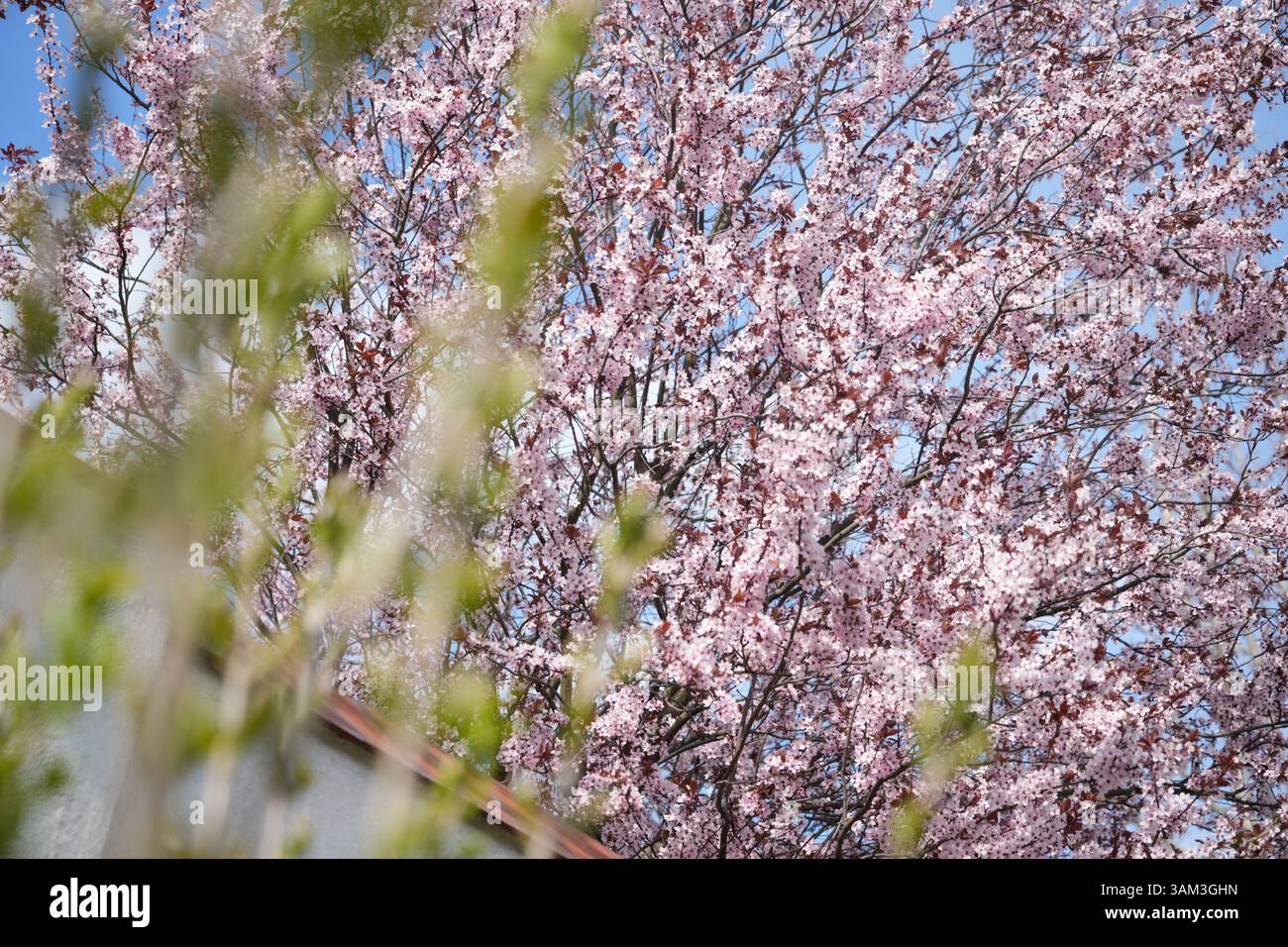 A blossoming Plum tree is seen in a garden in Warsaw, Poland on 12 ...