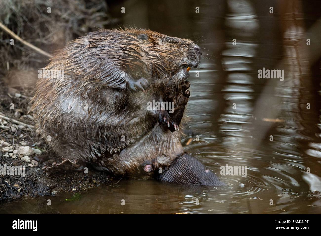 Biber Die streng geschütze Tierart, lebt im Oberallgäu an langsam ...