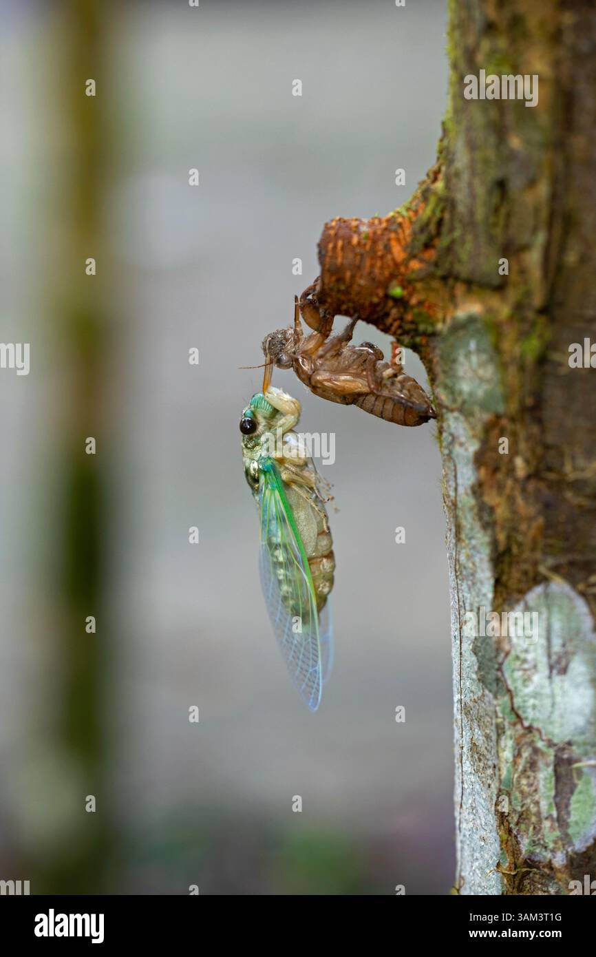 Sheding nature park hi-res stock photography and images - Alamy