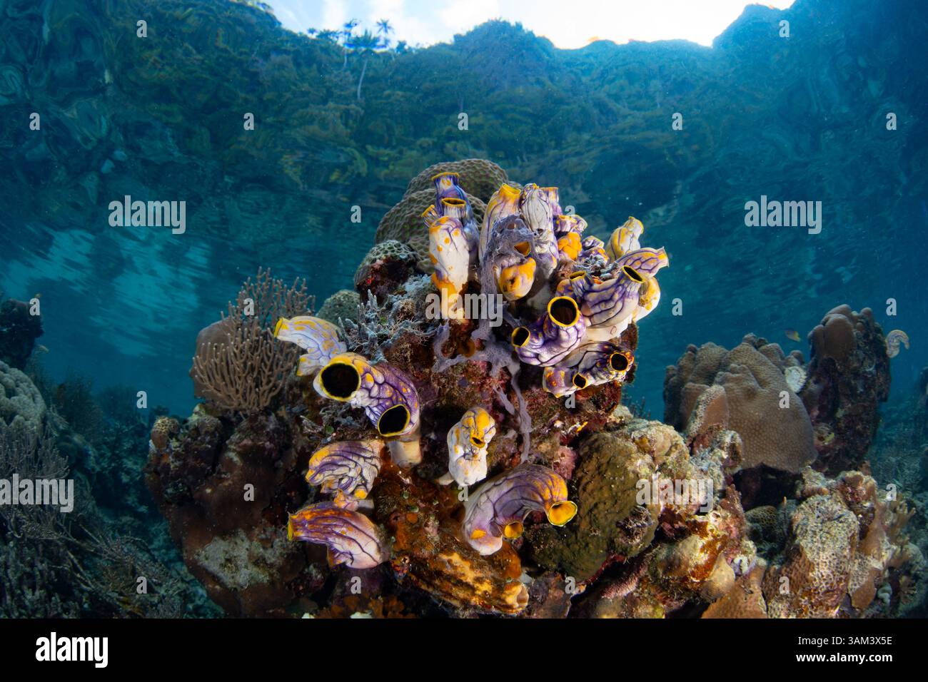 Colorful tunicates grow along a coral reef drop-off near Misool ...