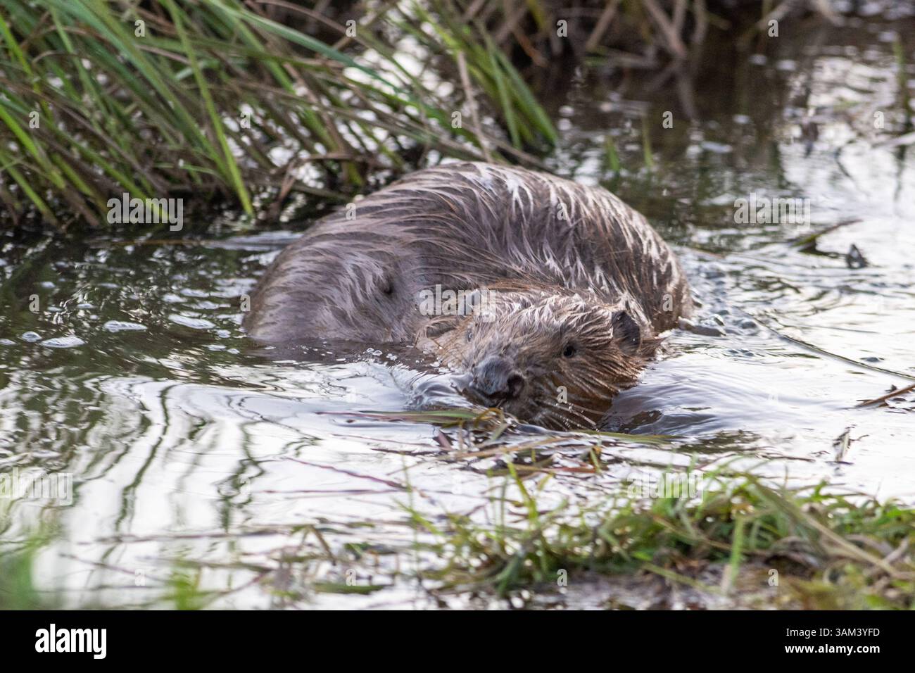 Biber Die streng geschütze Tierart, lebt im Oberallgäu an langsam ...