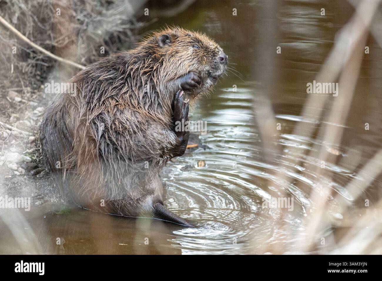Biber Die streng geschütze Tierart, lebt im Oberallgäu an langsam ...
