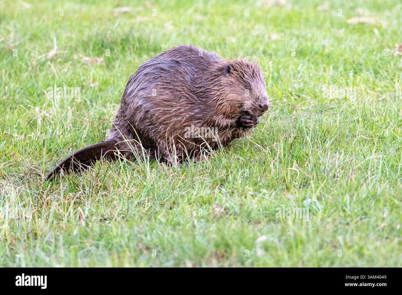 Biber Biber sitzt auf einer Wiese beim fressen. Die streng geschütze ...