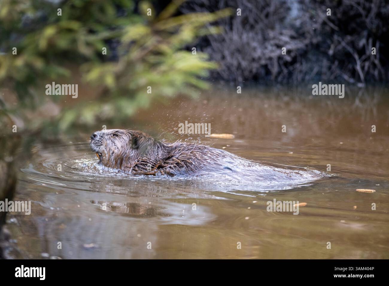 Biber Die streng geschütze Tierart, lebt im Oberallgäu an langsam ...
