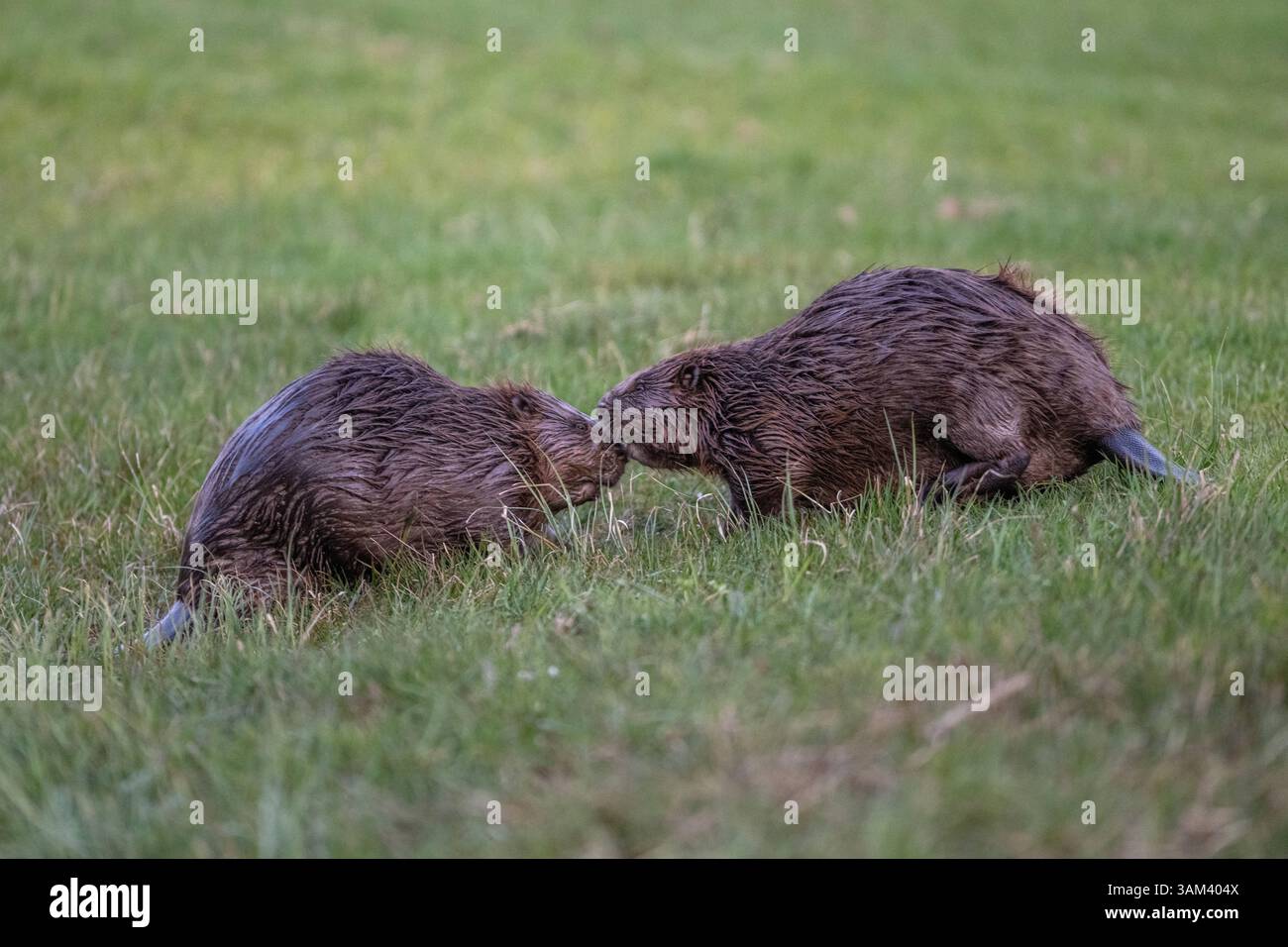 Biber Zwei Biber begrüssen sich auf einer Wiese. Die streng geschütze ...
