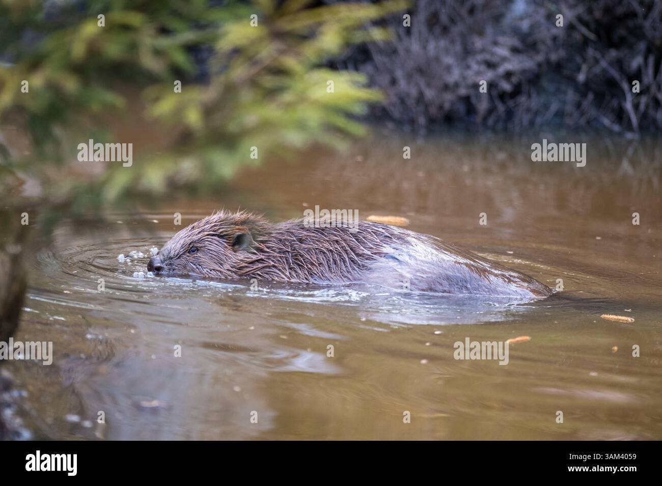 Biber Die streng geschütze Tierart, lebt im Oberallgäu an langsam ...