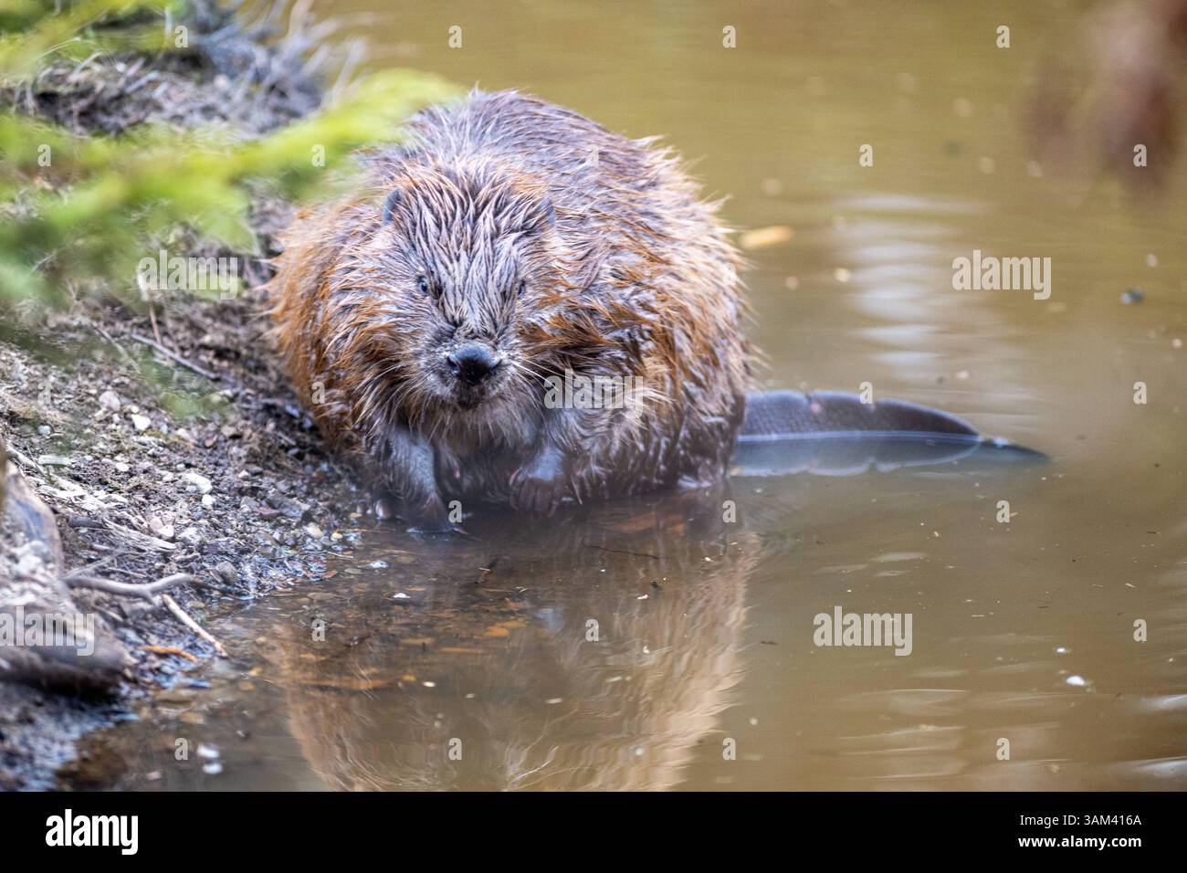 Biber Die streng geschütze Tierart, lebt im Oberallgäu an langsam ...