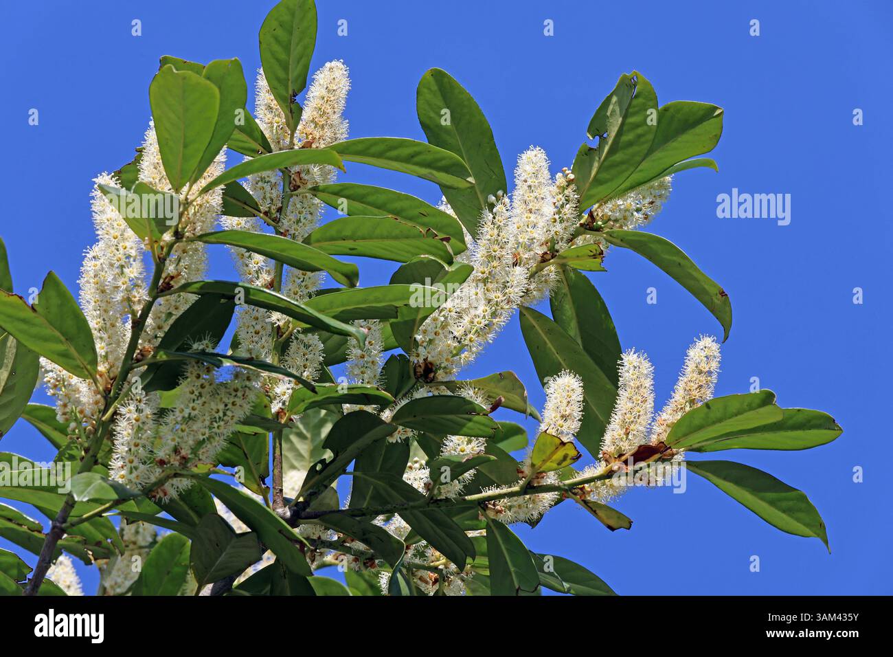 Neophyten und ungeeignete Gartenpflanzen Die Blüte des giftigen ...