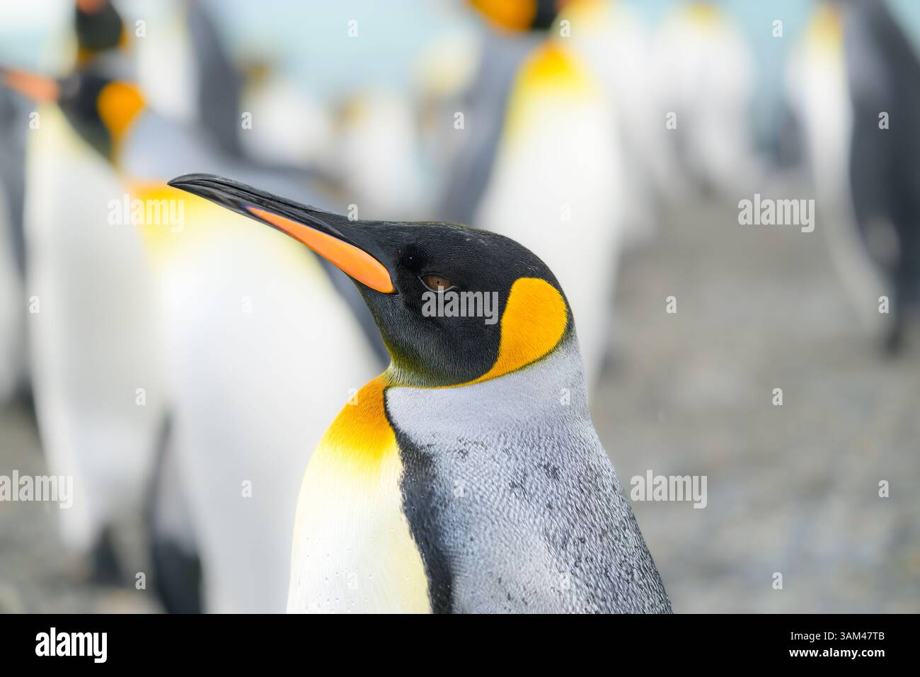 A closeup of the head of a King Penguin (Aptenodytes patagonicus) at St ...
