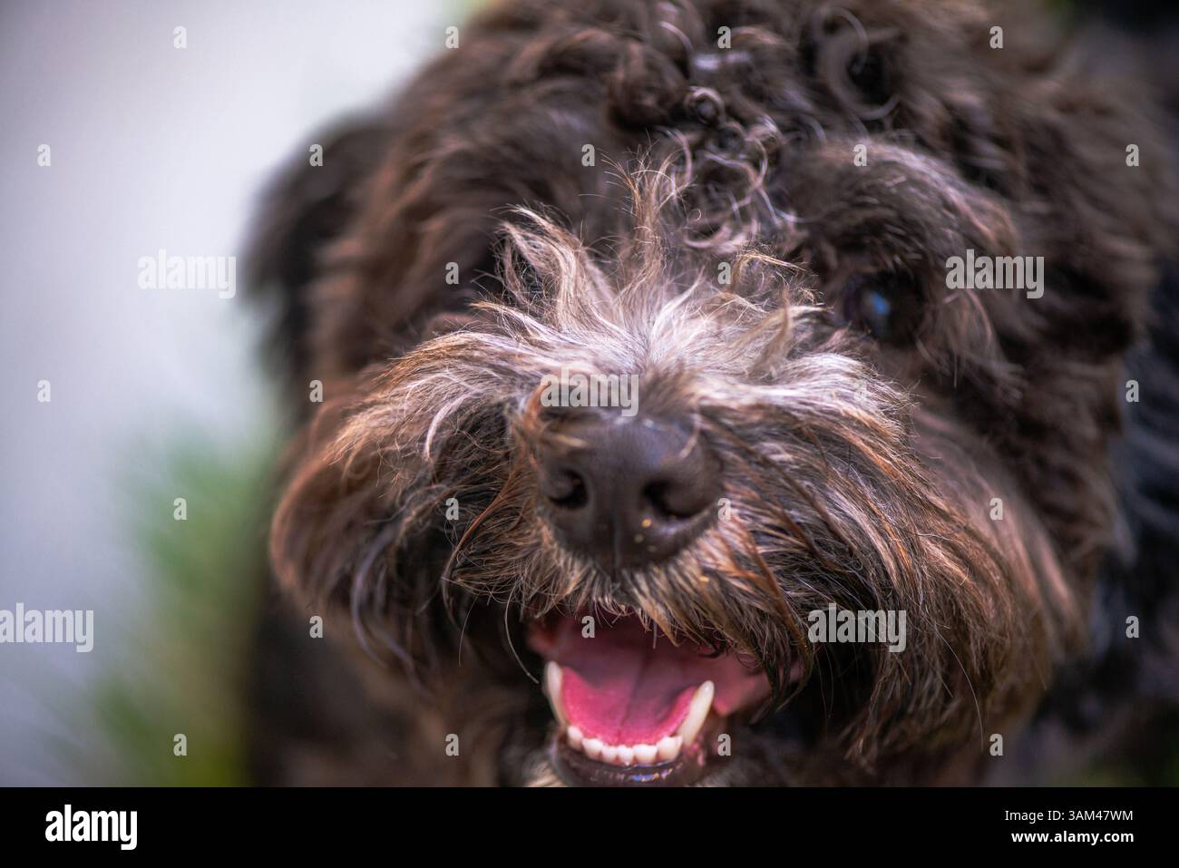 Close up fluffy maltipoo hi-res stock photography and images - Alamy