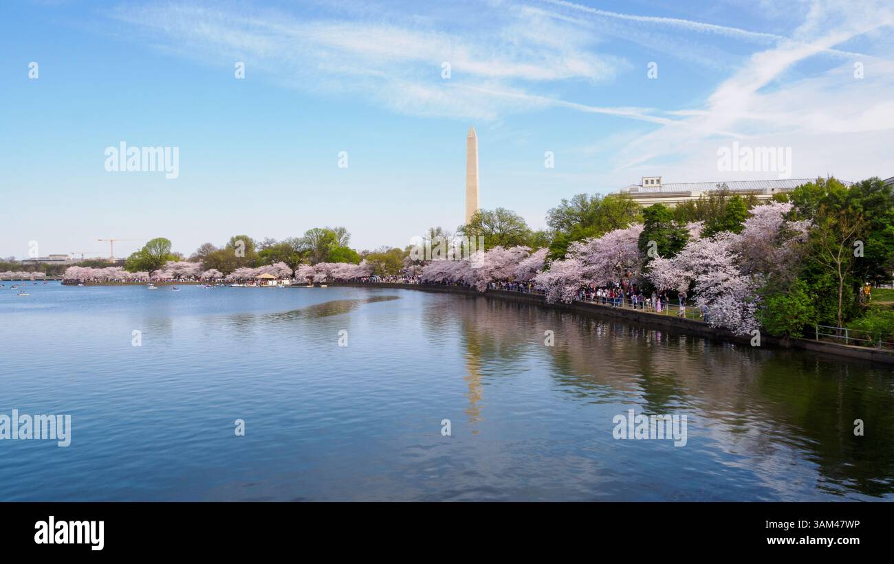 Cherry blossoms along Tidal Basin, Washington, DC Stock Photo - Alamy