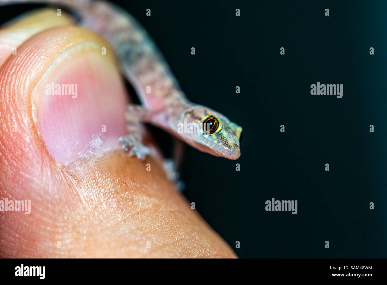 A highly detailed close-up of a Mediterranean house gecko (Hemidactylus ...