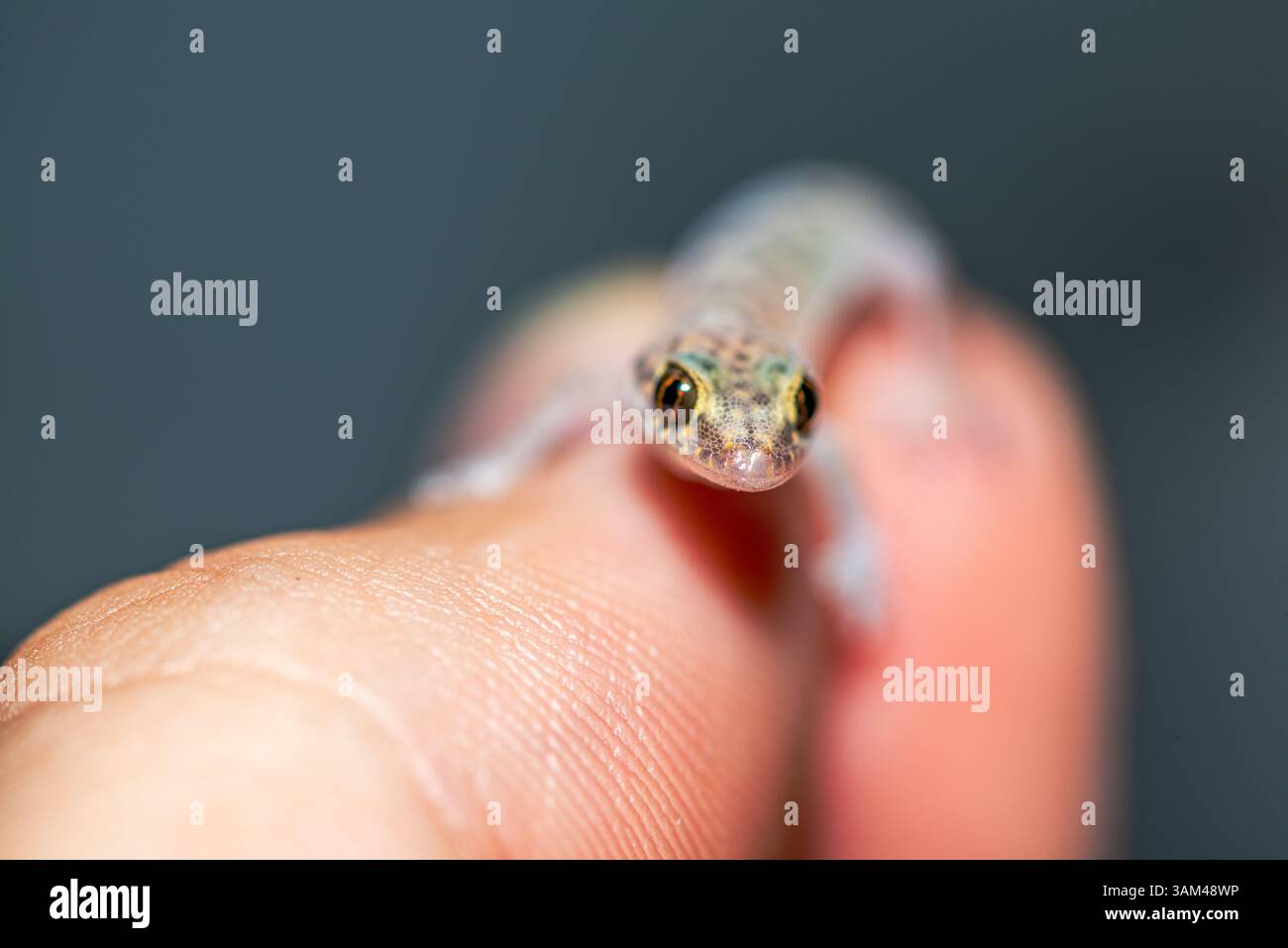 A highly detailed close-up of a Mediterranean house gecko (Hemidactylus ...