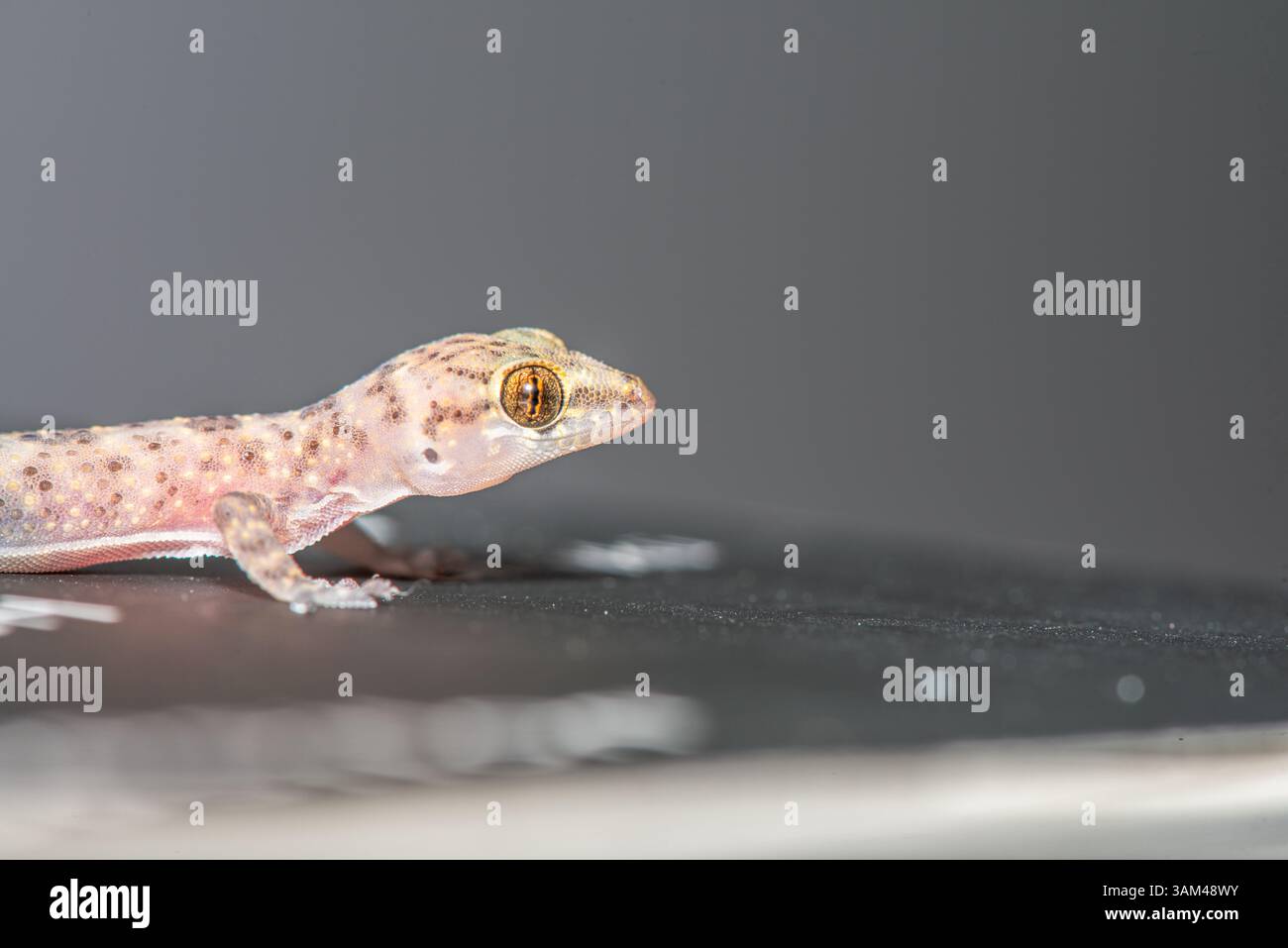 A highly detailed close-up of a Mediterranean house gecko (Hemidactylus ...