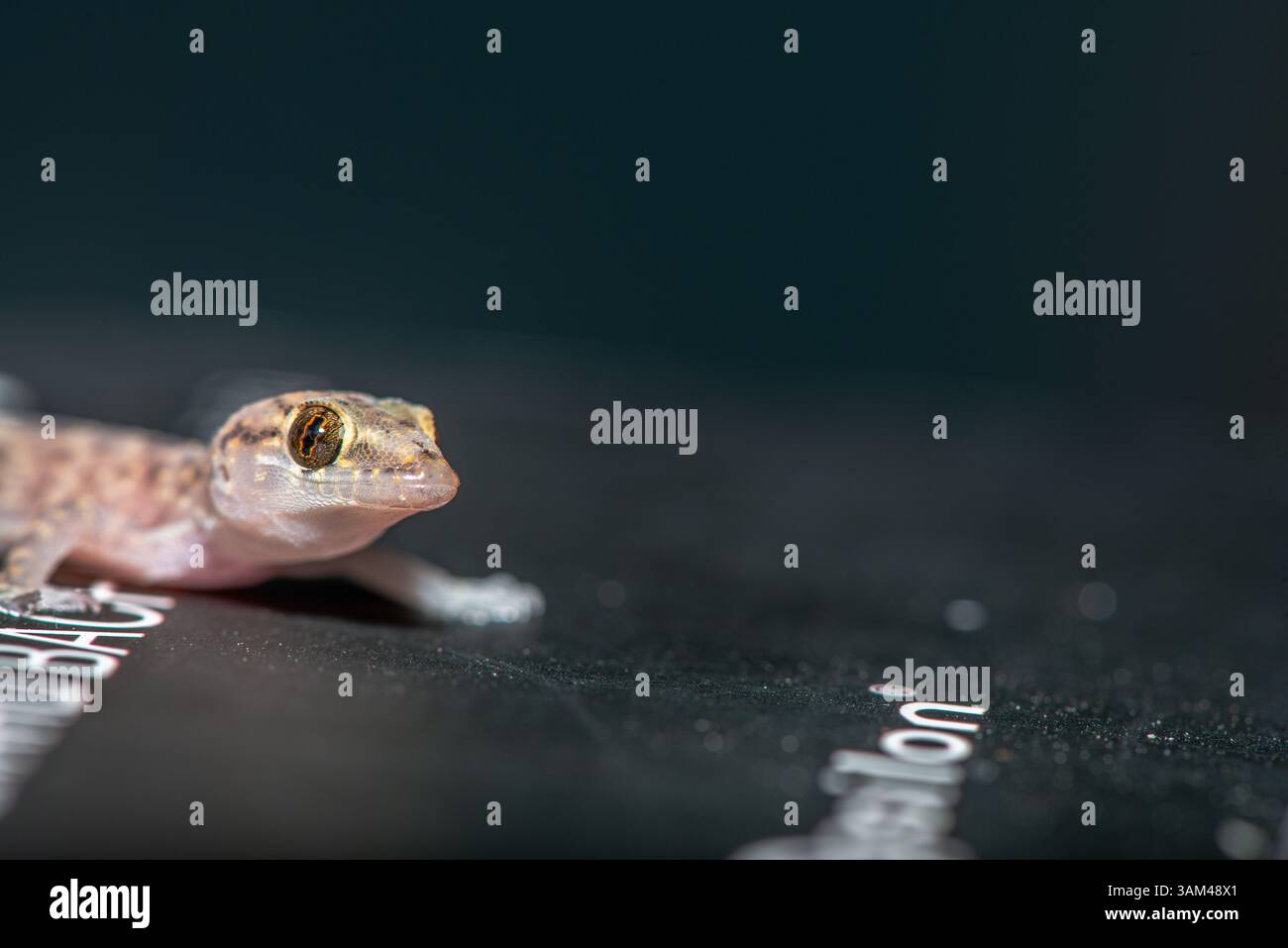 A highly detailed close-up of a Mediterranean house gecko (Hemidactylus ...