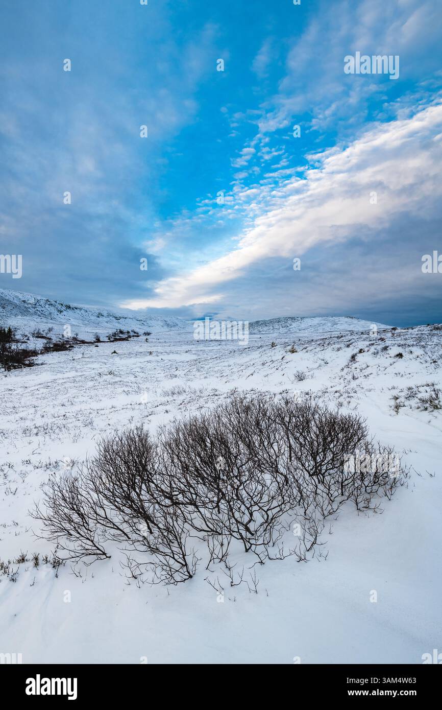 Vast snowy landscapes stretch across the Swedish wilderness, with a ...
