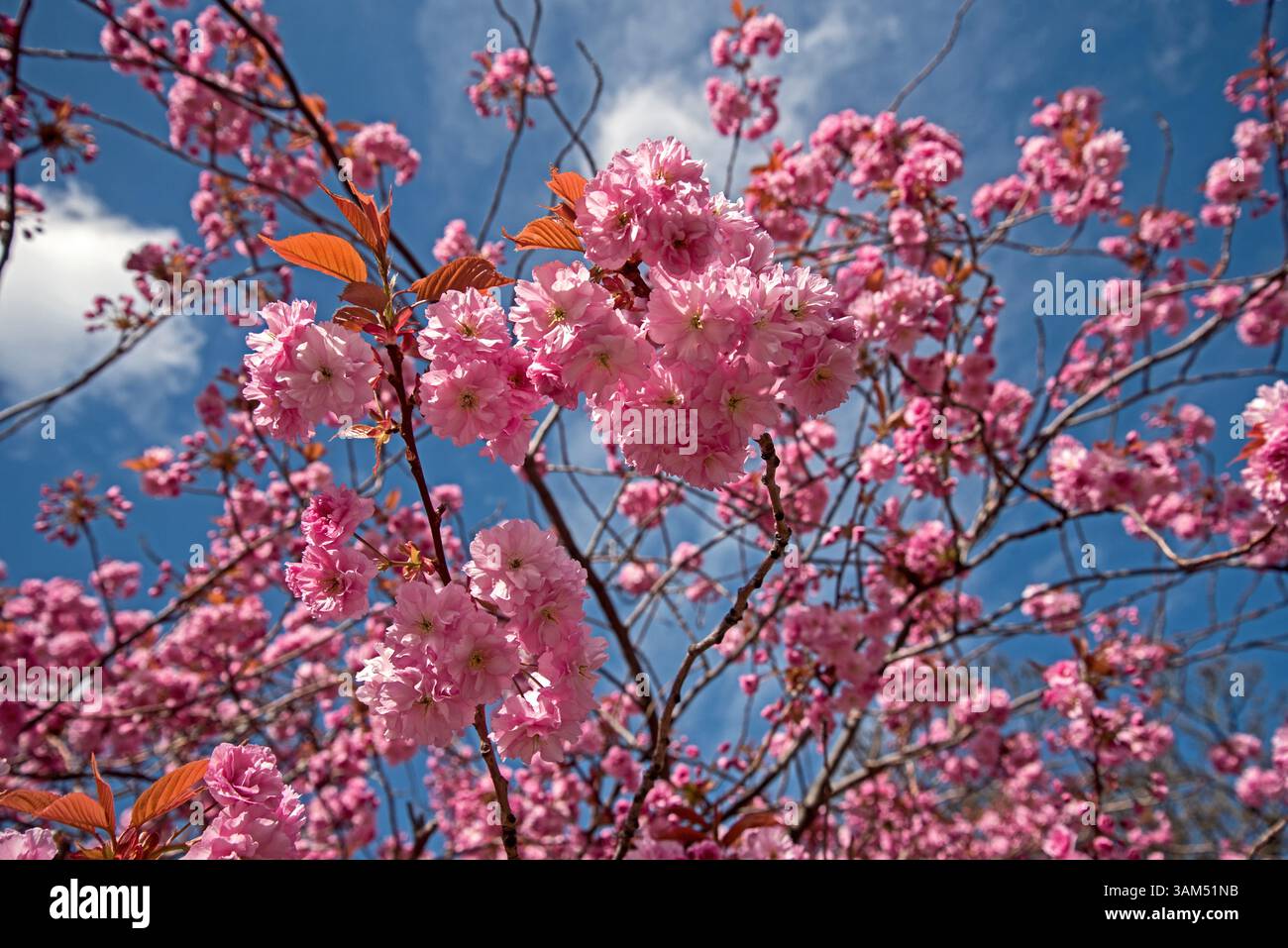 Cherry blossom in Edinburgh, Scotland, UK Stock Photo - Alamy