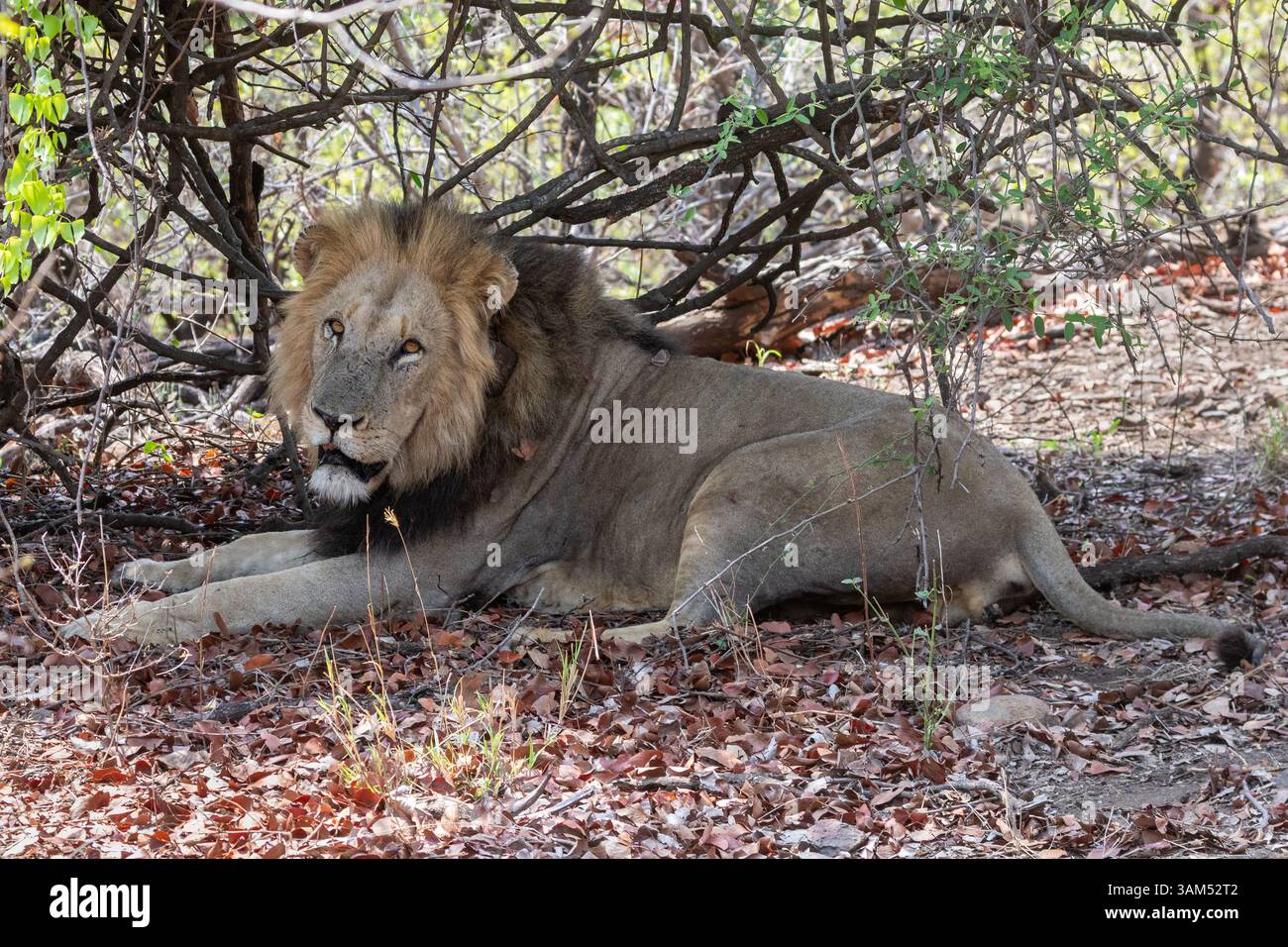 Male African Lion (Panthera leo) wearing a radio collar for tracking by ...