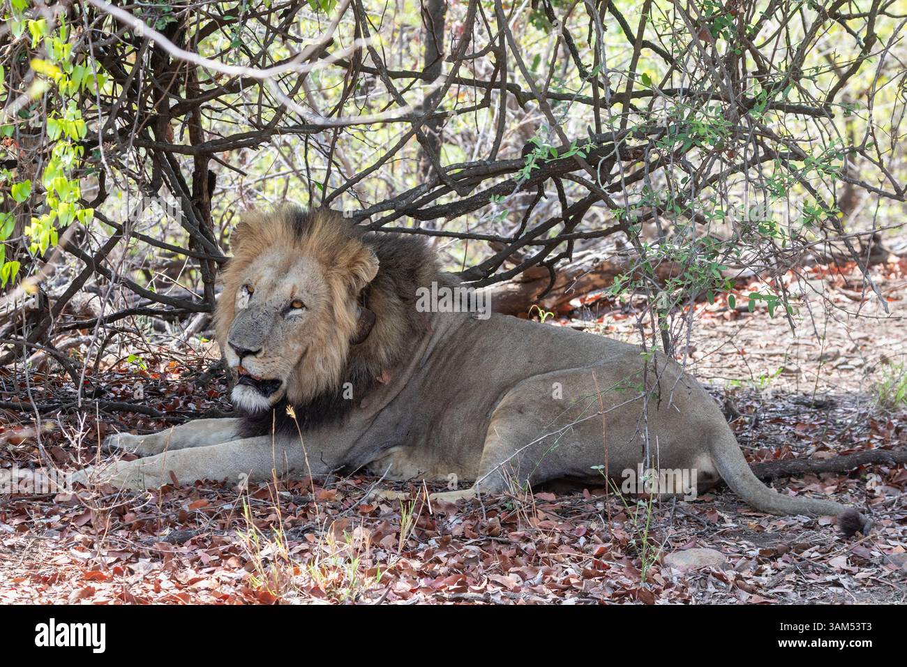 Old male African Lion (Panthera leo) wearing a radio collar for ...