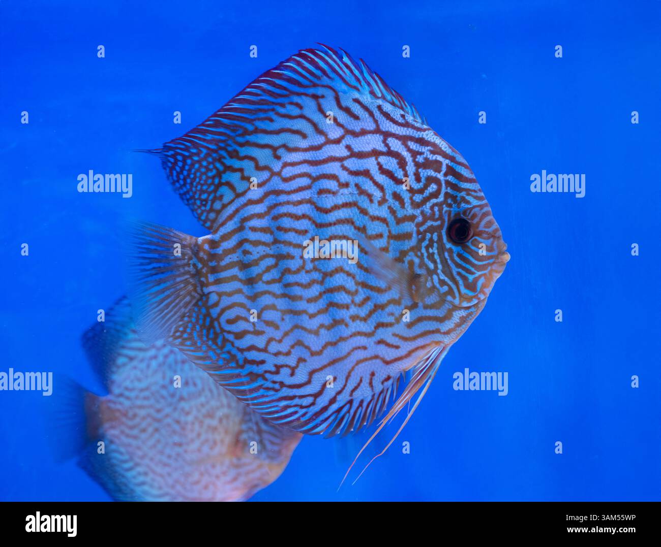 Symphysodon discus in front of white background Stock Photo - Alamy