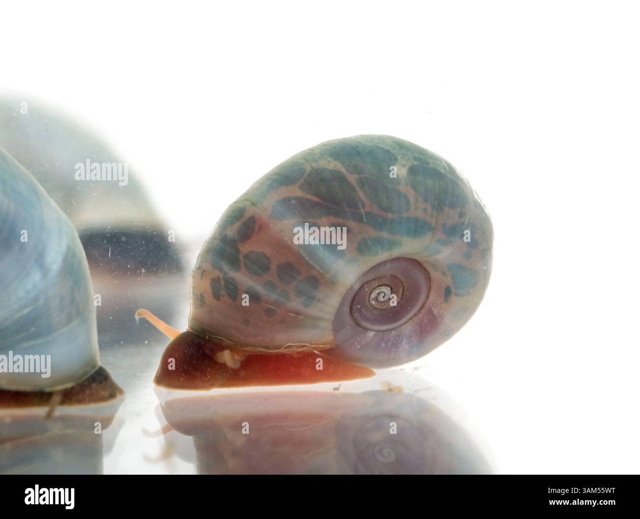 ramshorn snails in front of white background Stock Photo - Alamy