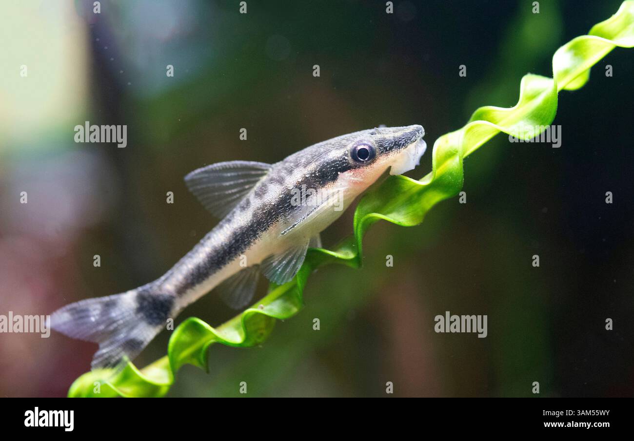 young Macrotocinclus in front of white background Stock Photo - Alamy
