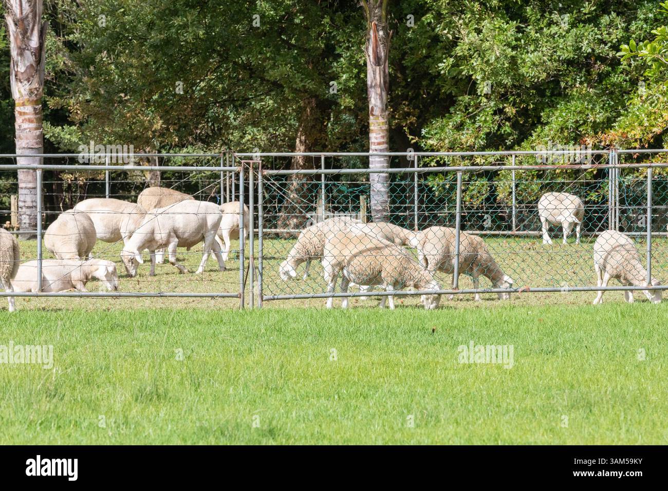 Flock of sheep used as lawn mowers hi-res stock photography and images ...