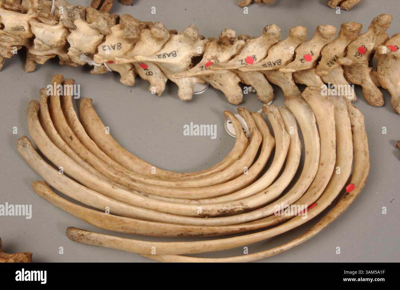 Jan. 12, 1905 - U.S. - KRT US NEWS STORY SLUGGED: SCI-SKELETONS KRT ...