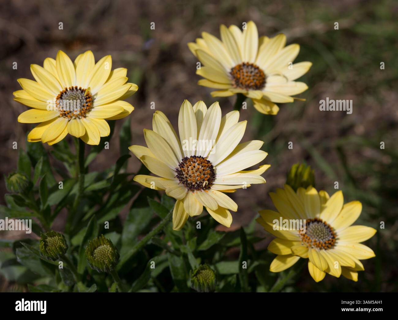 Osteospermum African Daisy Flowers Stock Photo - Alamy