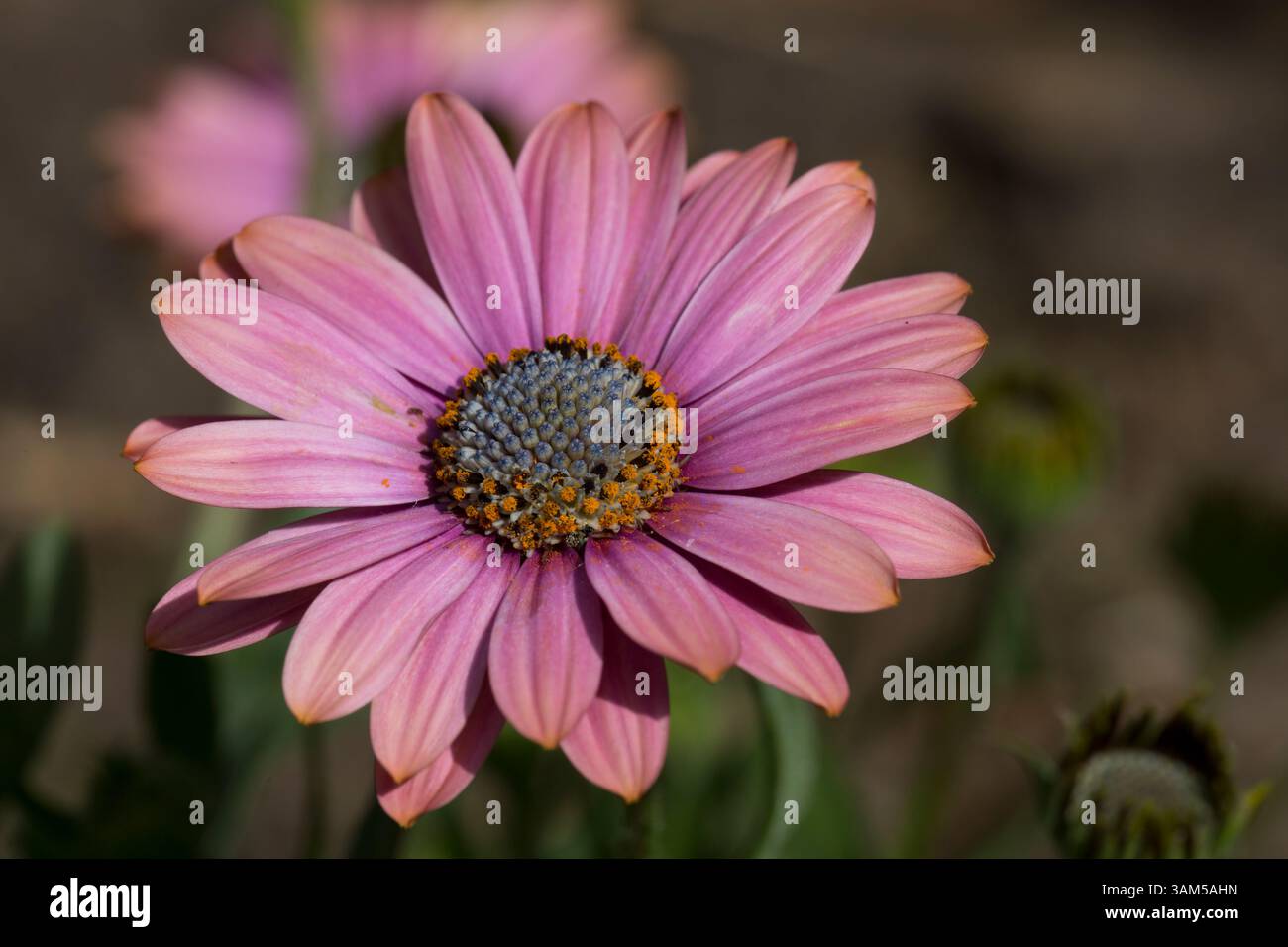 Osteospermumi hi-res stock photography and images - Alamy