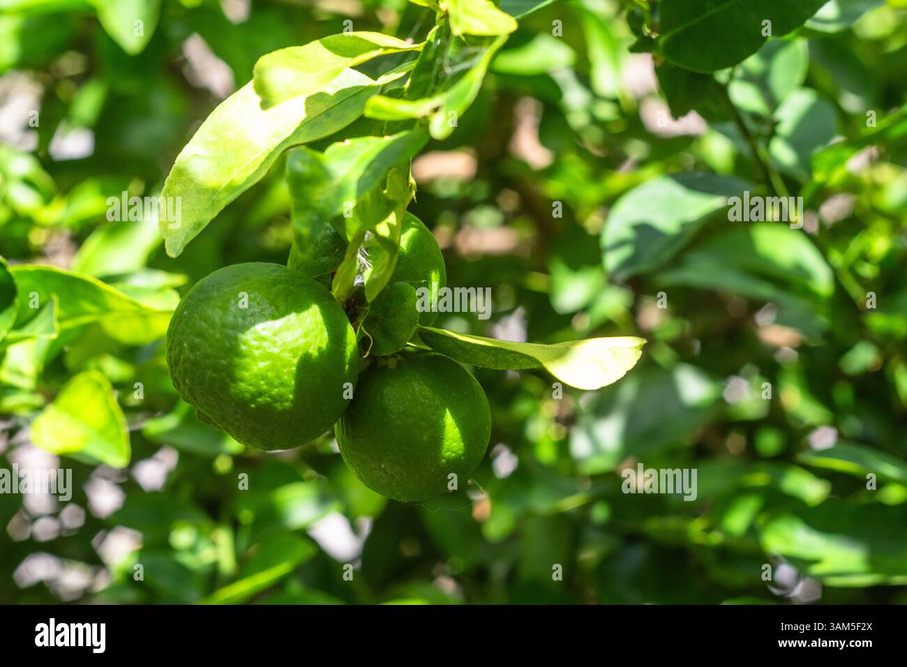 Green dayap fruit, also known as key lime or Philippine lime, hanging fresh from its branch in ...