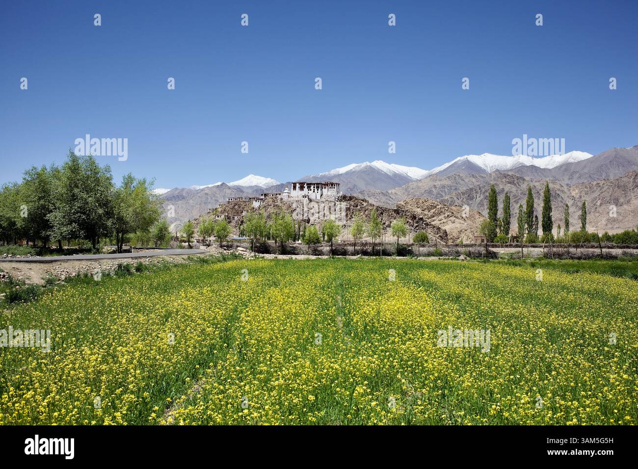 Spituk Monastery rises above mustard fields in the Indus Valley, framed ...