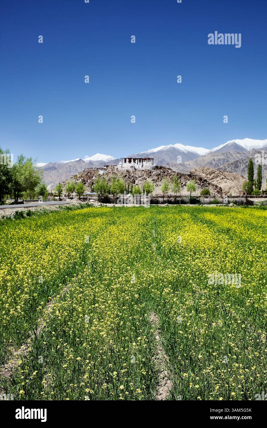 Spituk Monastery rises above mustard fields in the Indus Valley, framed ...