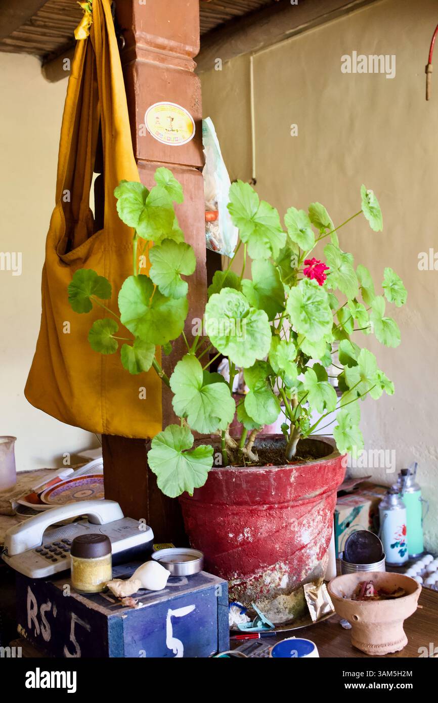 Potted geranium plant and personal items arranged on a shelf inside a ...