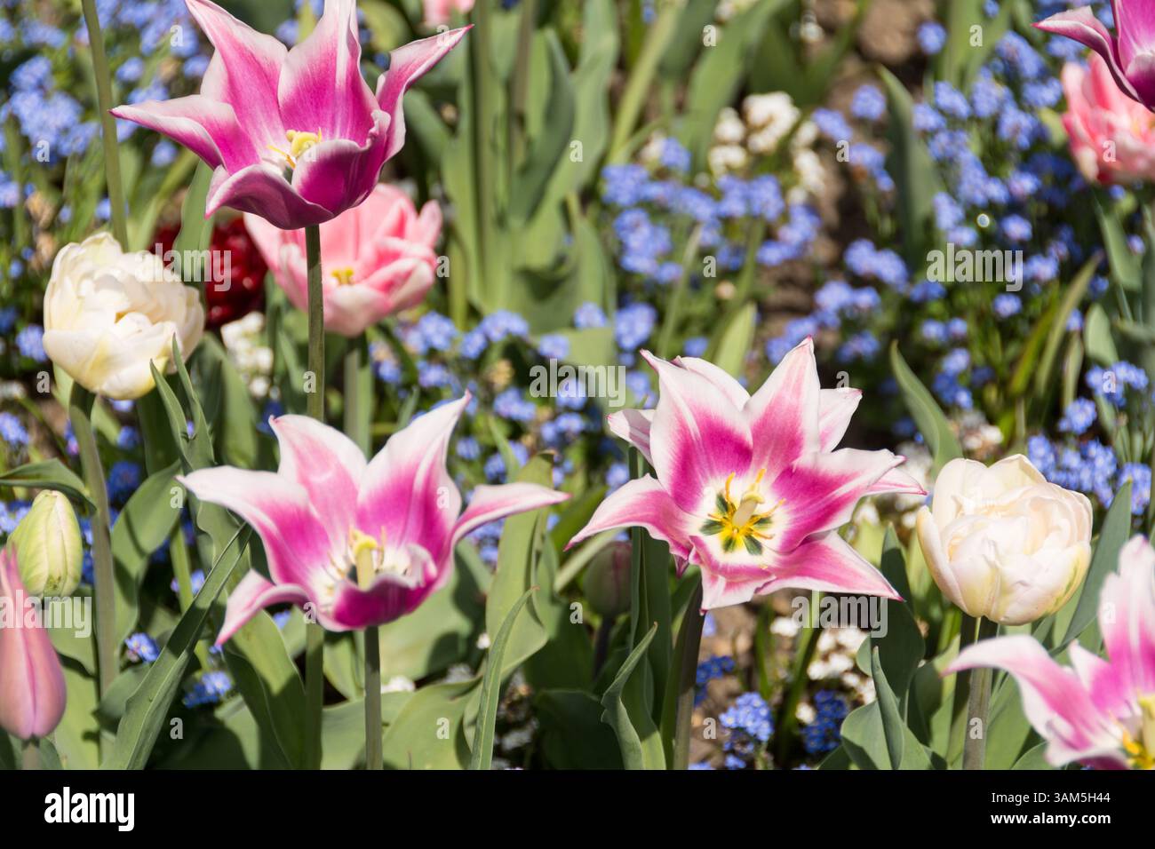 Closeup of colourful tulips (Tulipa) in the Dutch Garden in Holland ...