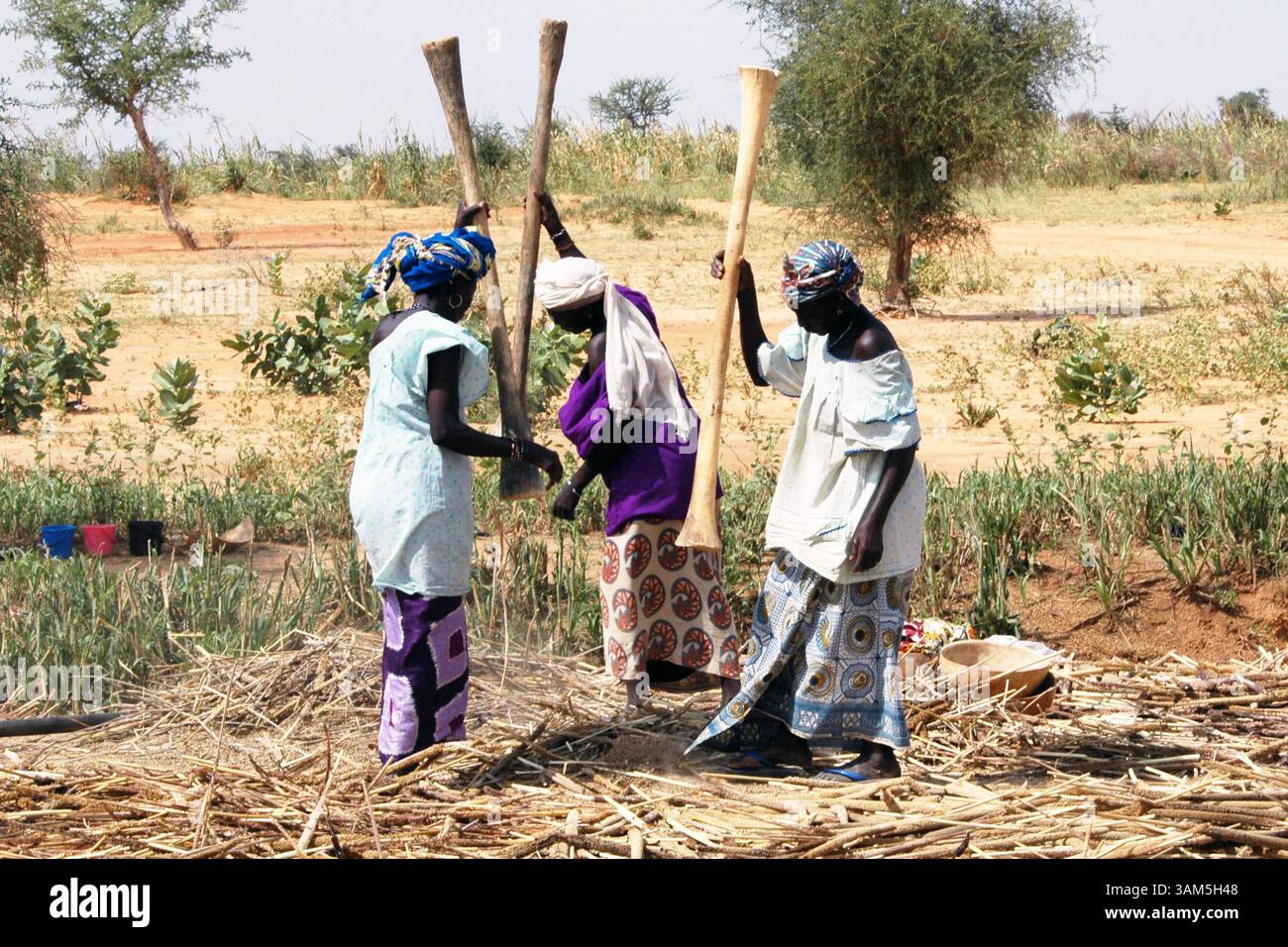 Men and women woking the fields in rural Niger, west Africa. Threshing ...