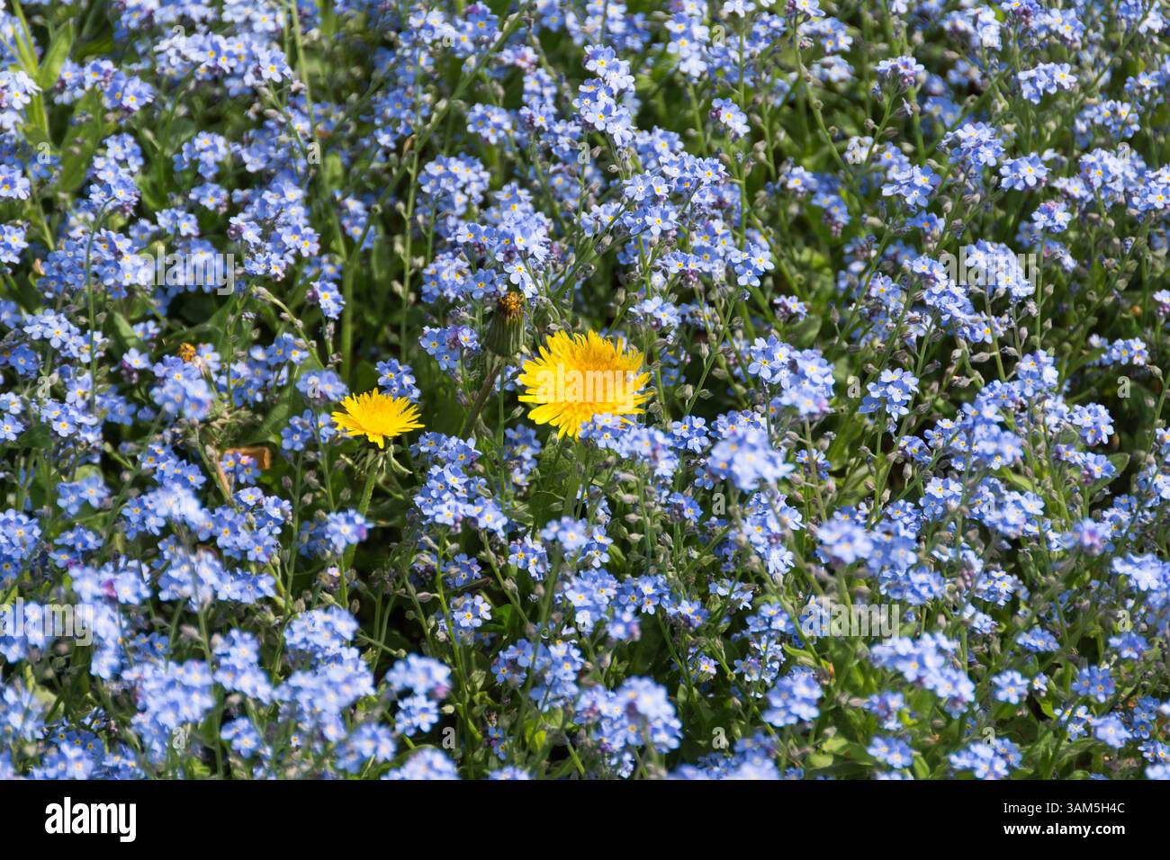 Closeup of solitary dandelions surrounded by forget-me-nots (Myosotis ...