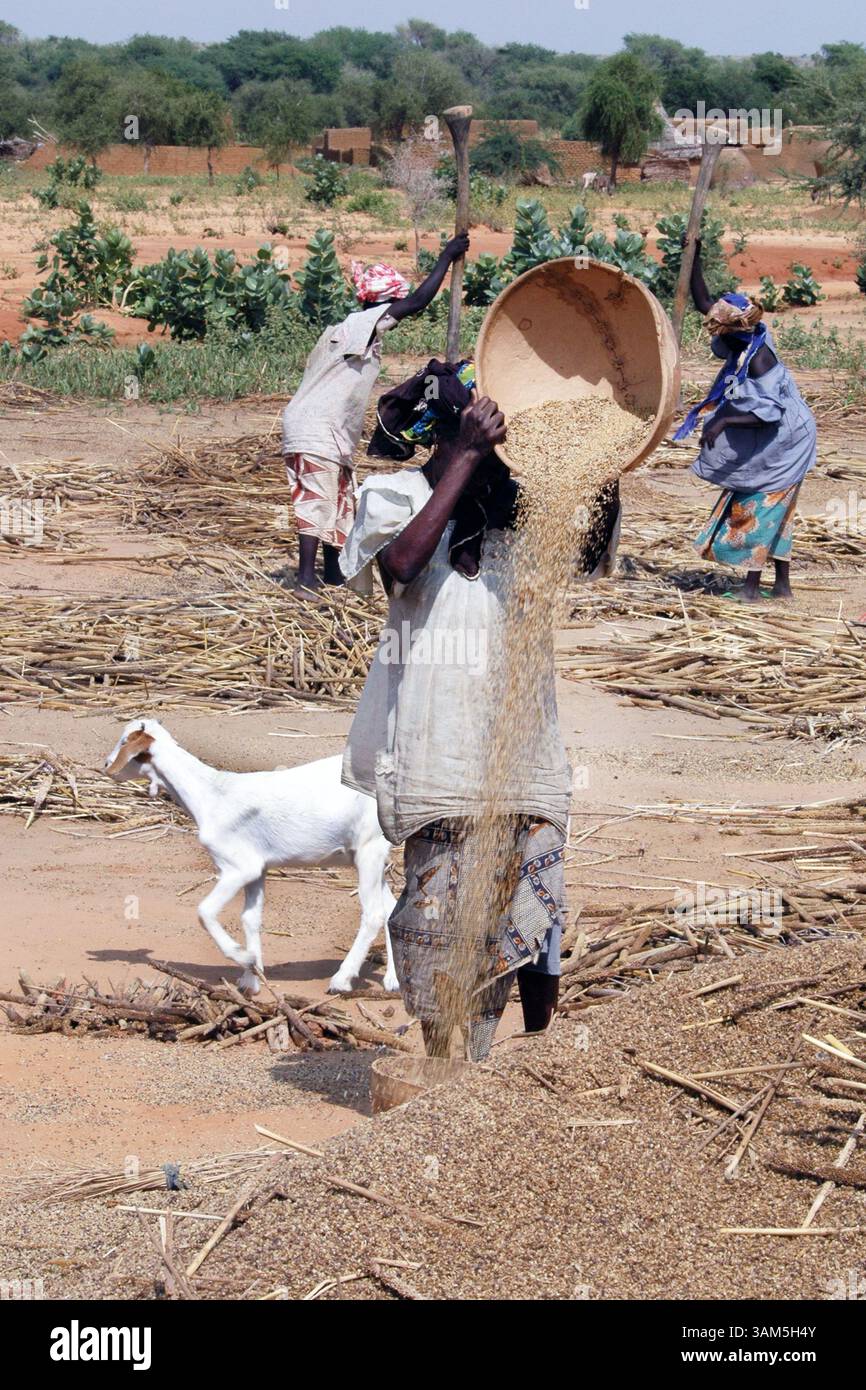Men and women woking the fields in rural Niger, west Africa. Threshing ...