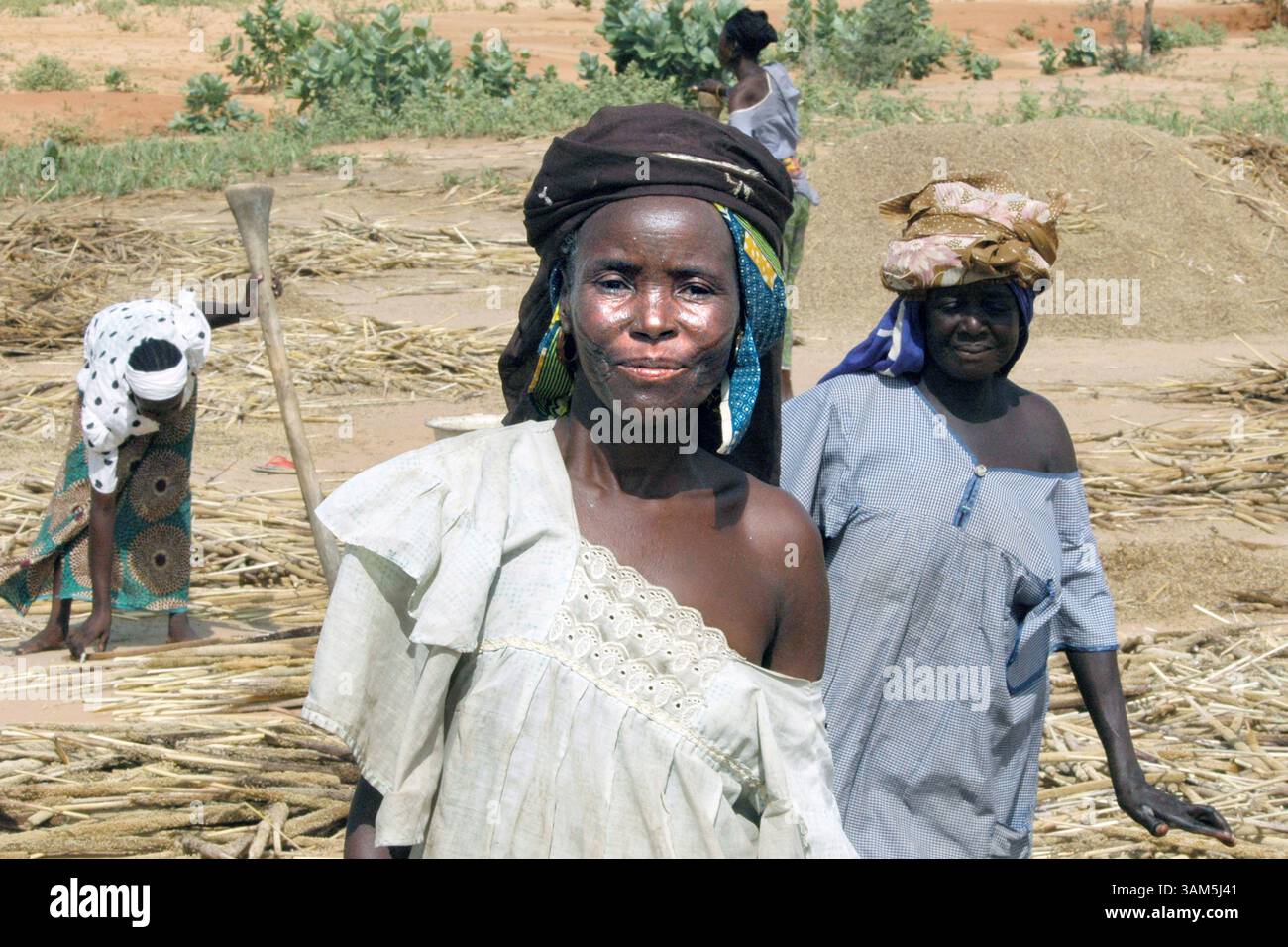 Men and women woking the fields in rural Niger, west Africa. Threshing ...