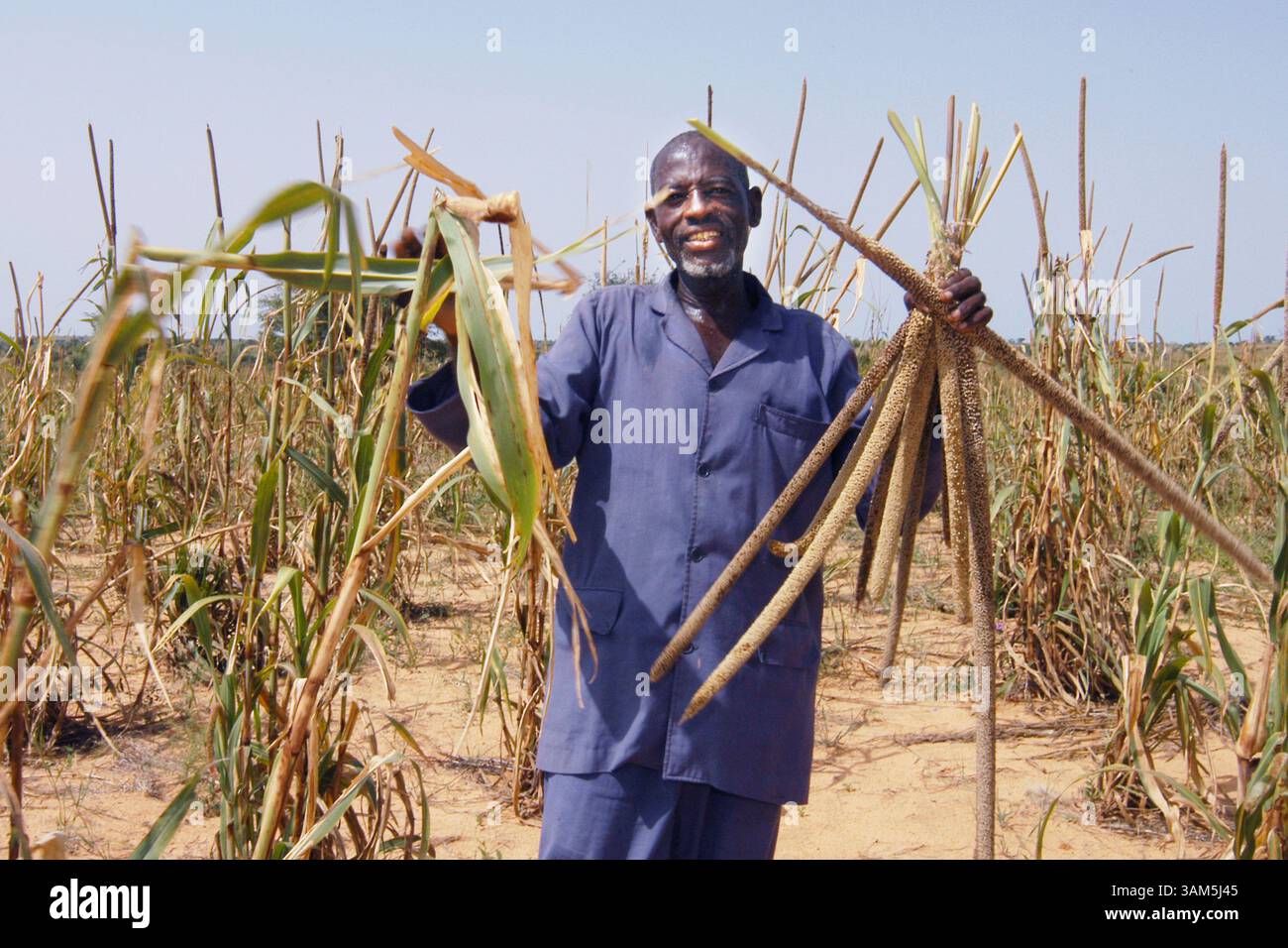 Men and women woking the fields in rural Niger, west Africa. Threshing ...