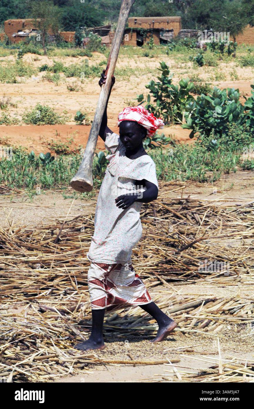 Men and women woking the fields in rural Niger, west Africa. Threshing ...