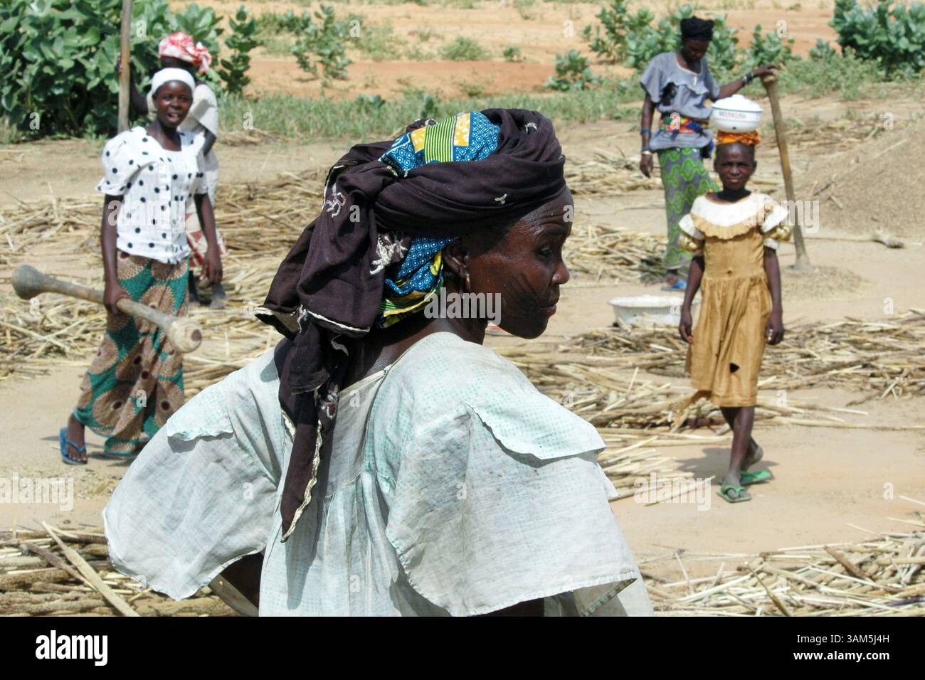 Men and women woking the fields in rural Niger, west Africa. Threshing ...
