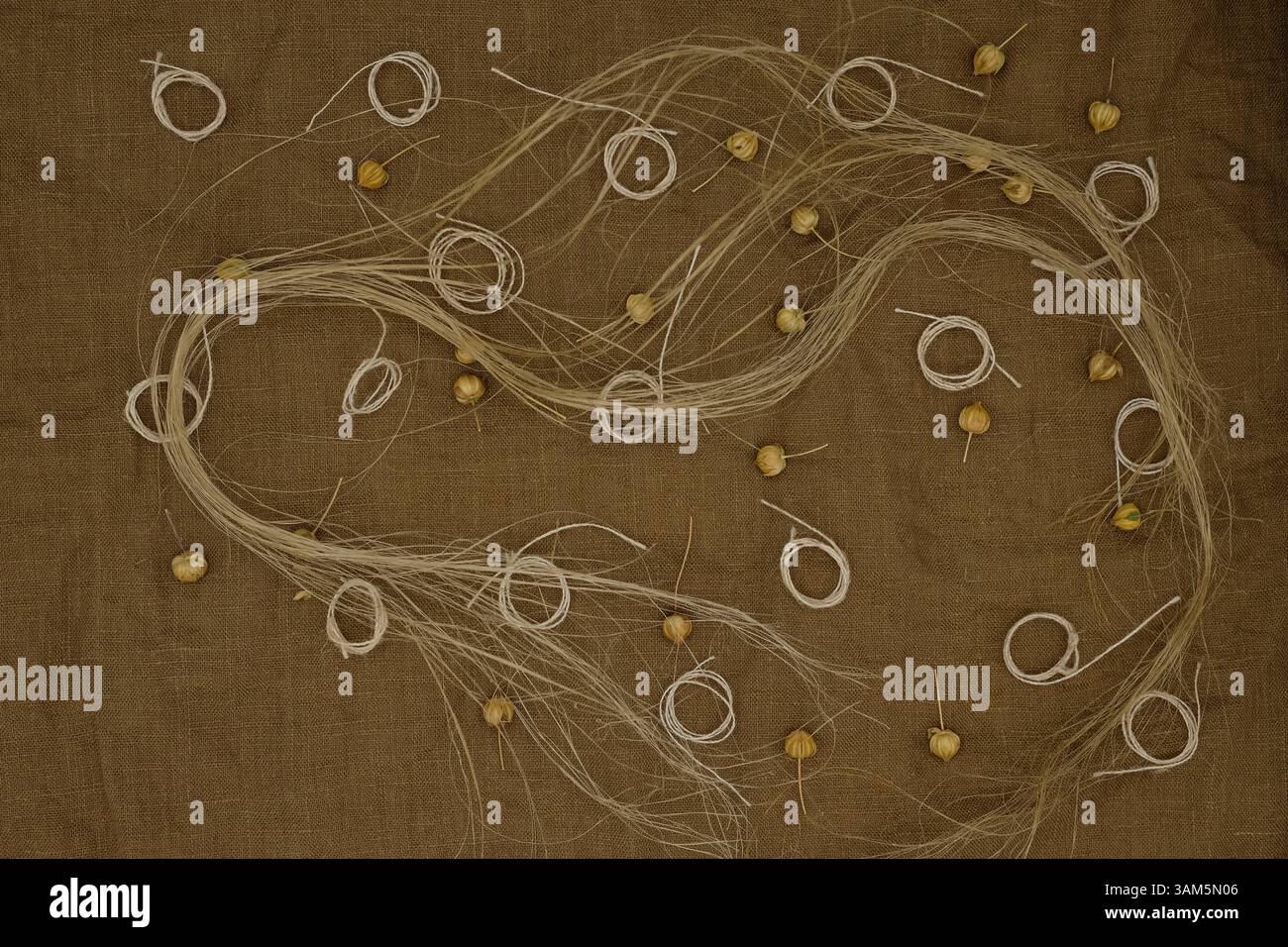 Flat lay composition of flax pods, linen threads, and raw linen fiber ...