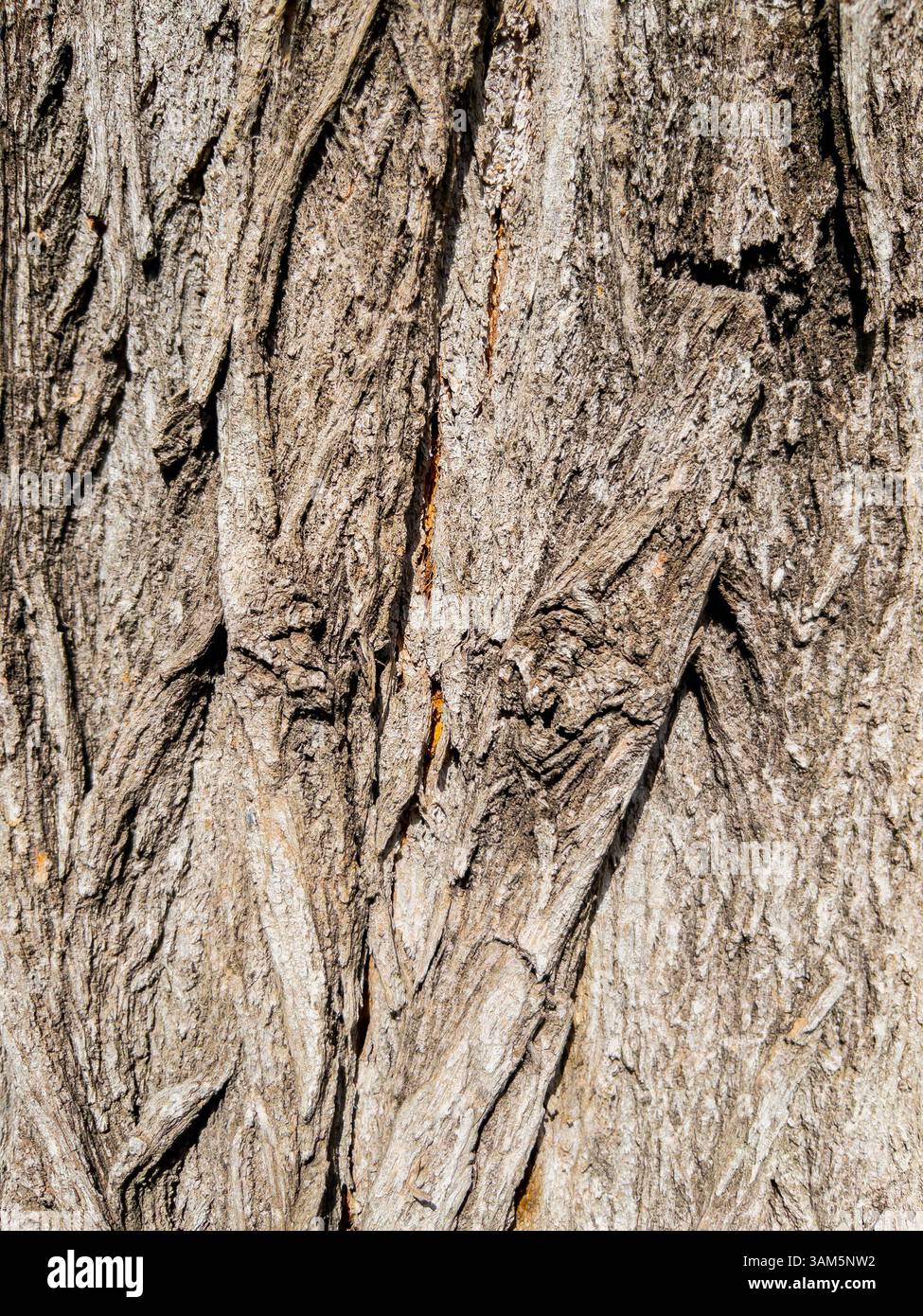 Dry tree bark texture as background Stock Photo - Alamy