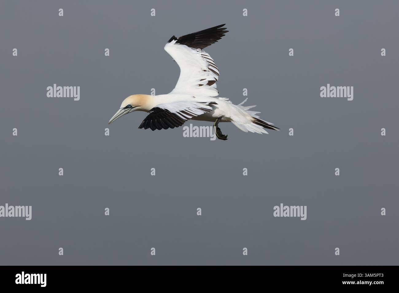 Bird Life at Bempton Cliffs, East Yorkshire, UK Stock Photo - Alamy
