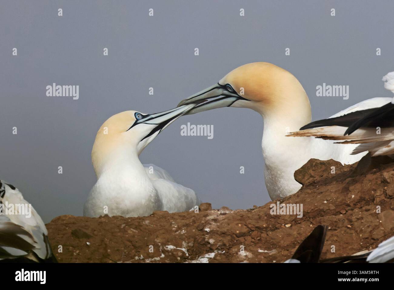 Bird Life at Bempton Cliffs, East Yorkshire, UK Stock Photo - Alamy