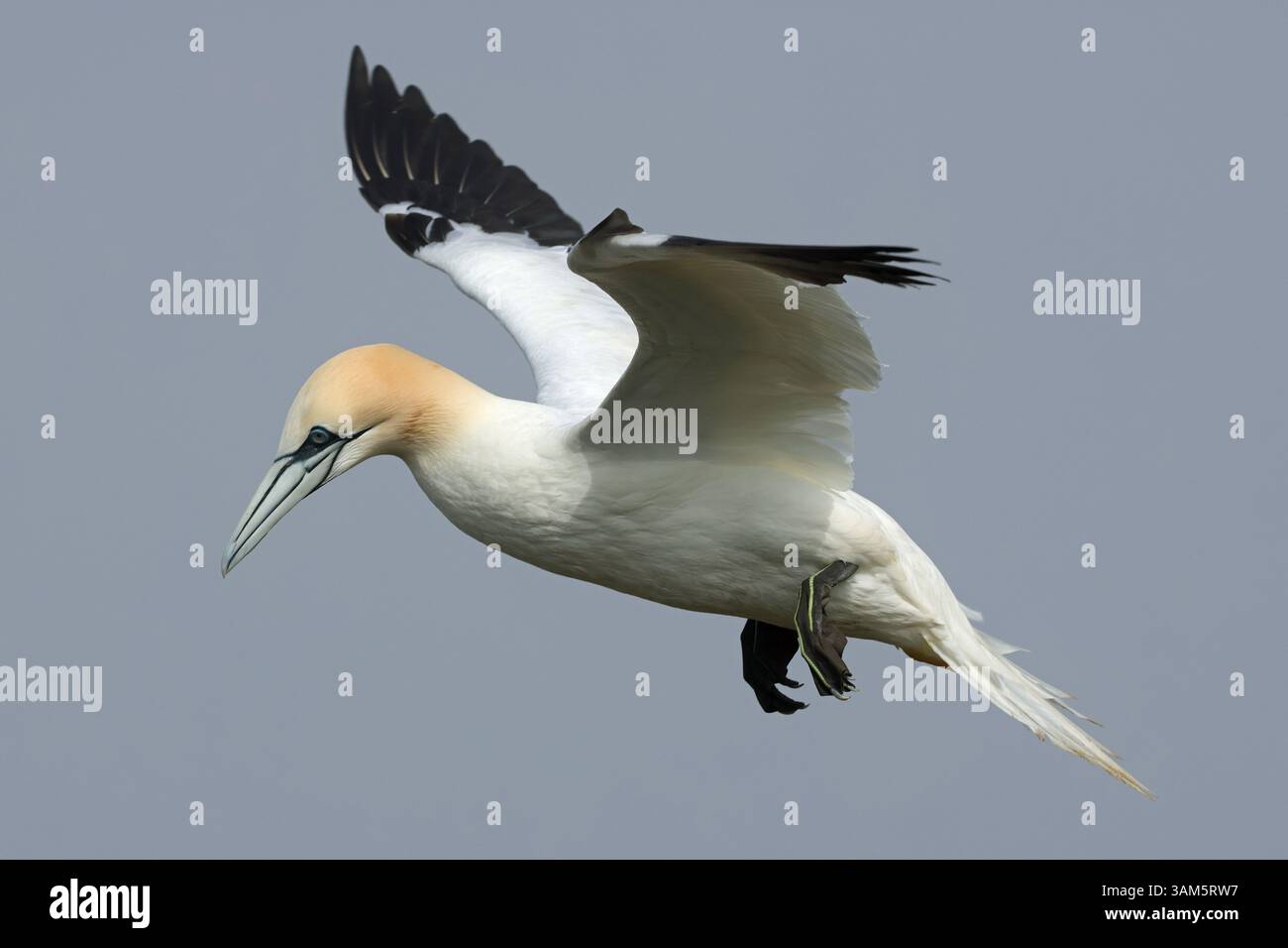 Bird Life at Bempton Cliffs, East Yorkshire, UK Stock Photo - Alamy