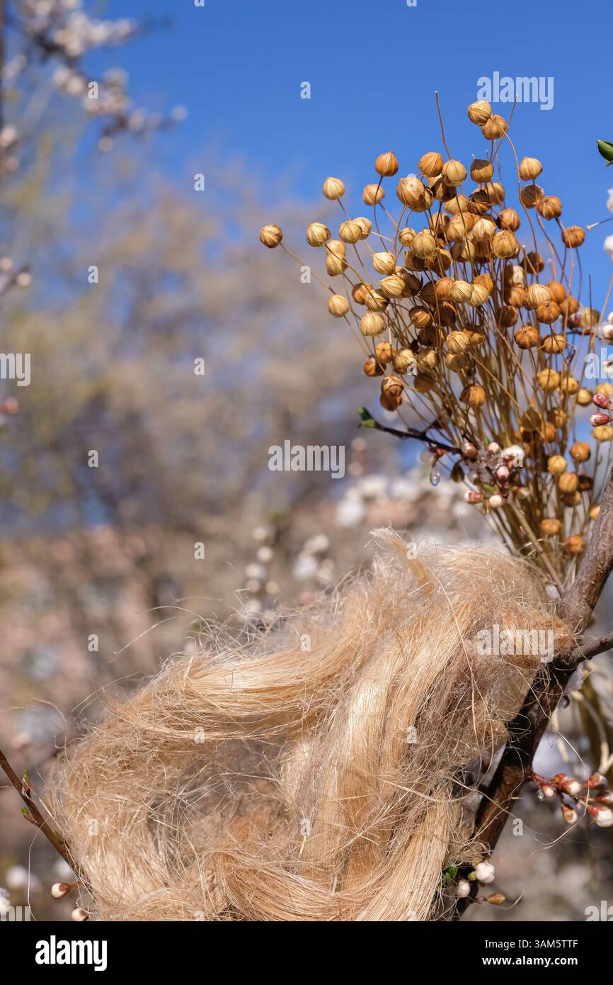 Flax Plant Pods and Flax Fiber on the Sky Background. Natural Fibers ...