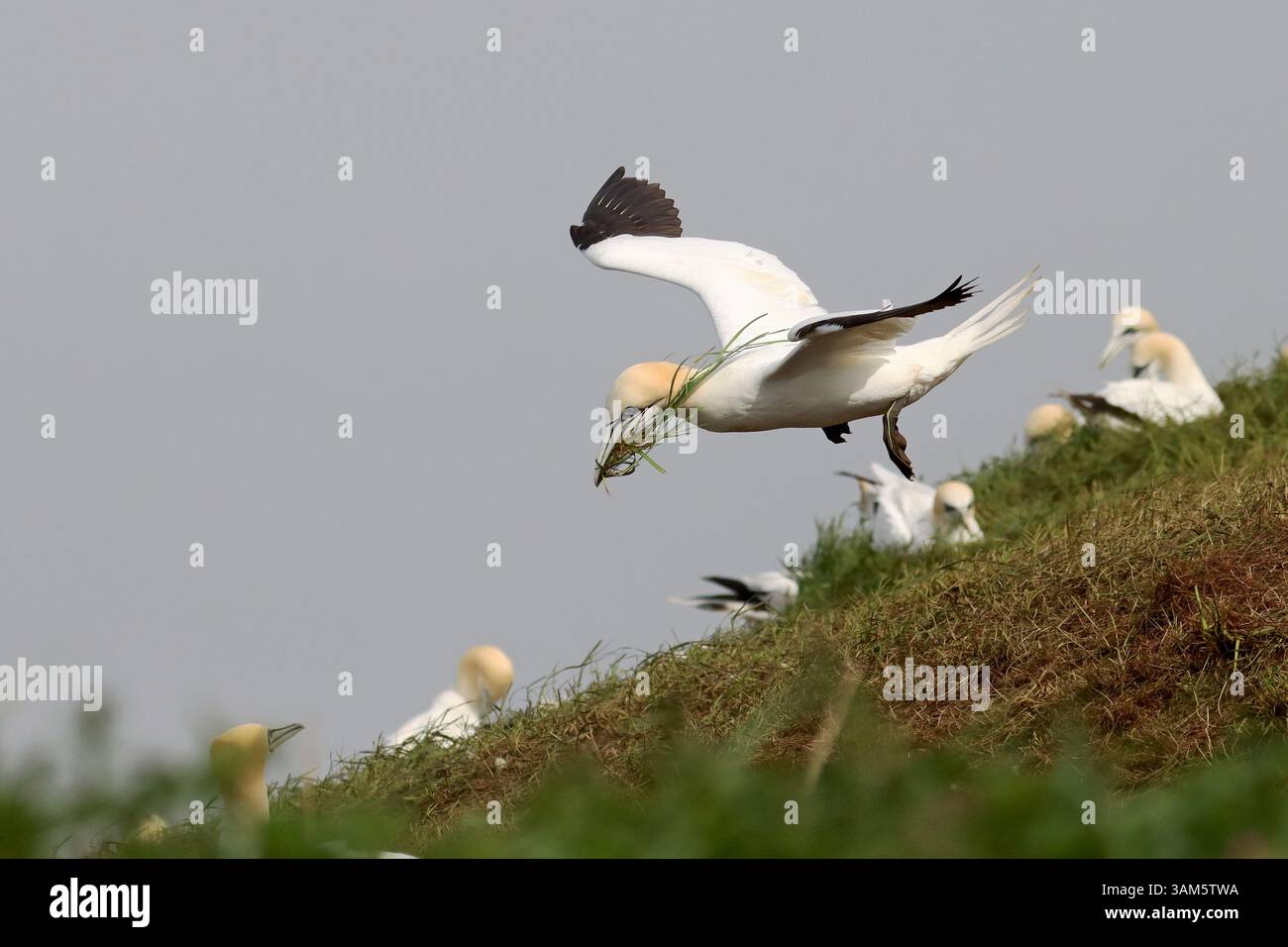 Bird Life at Bempton Cliffs, East Yorkshire, UK Stock Photo - Alamy
