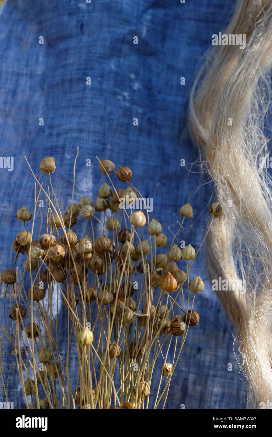 Flax Plant Pods, Blue Linen Canvas, and Flax Fiber. Sustainable ...